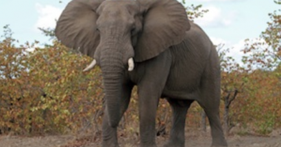 Elephant: Custom Packaging Challenge Solutions